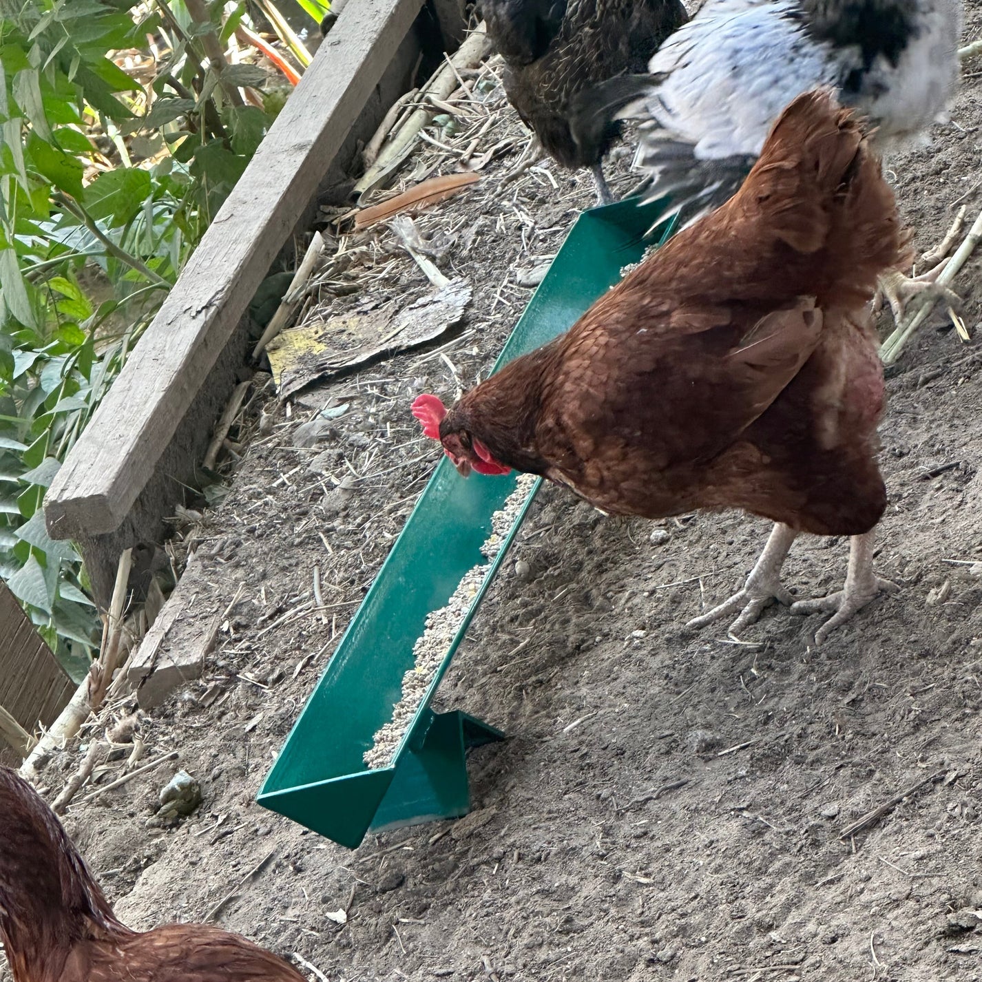 Long Chicken Range Feeding Trough, Poultry Feeding Range, Chicken ...