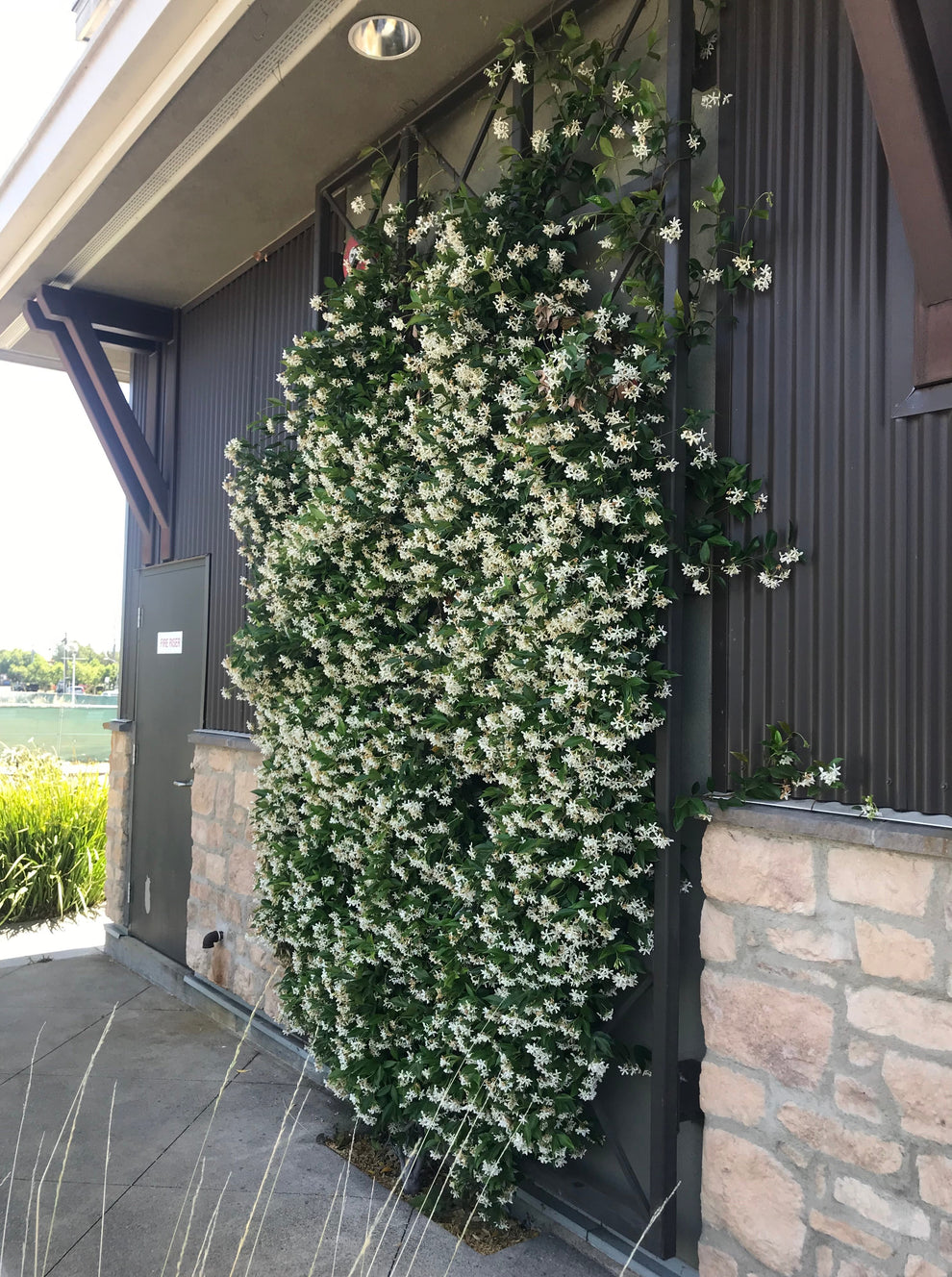 Barn Style Outdoor Wall Trellis, Easy Install Plant Trellis Plant ...