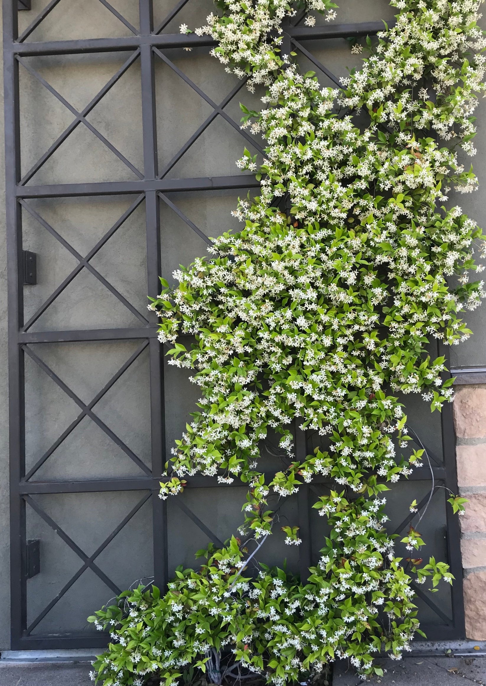 Barn Style Outdoor Wall Trellis, Easy Install Plant Trellis Plant ...